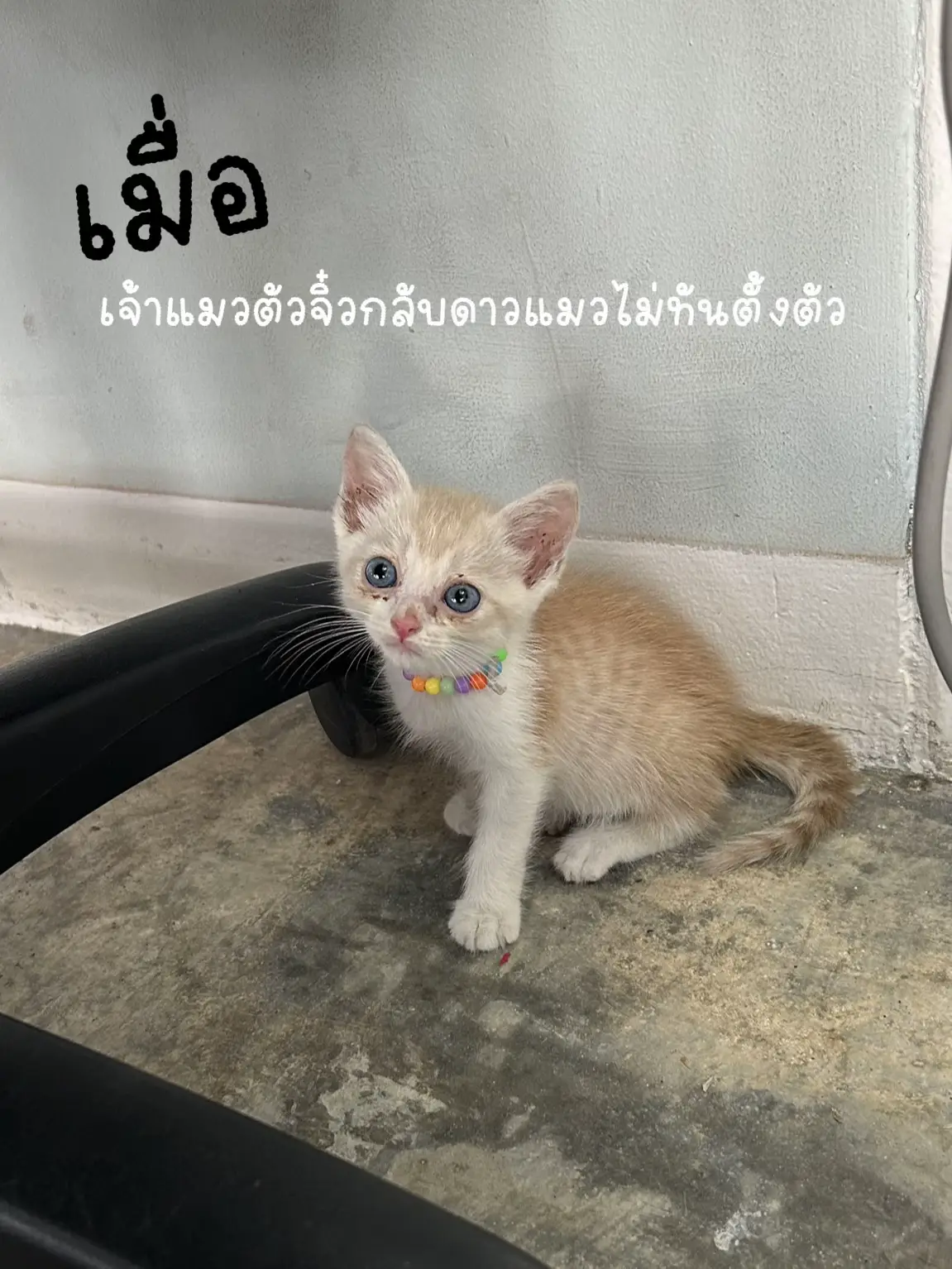เมื่อ…เจ้าแมวตัวจิ๋วกลับดาวแมวไม่ทันตั้งตัว | แกลเลอรีที่โพสต์โดย Jusmi ...