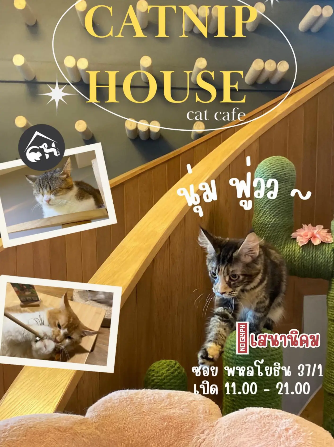 🌵Catnip house | #คาเฟ่เเบบนุ่มฟู่วว 🐈 ⋆｡˚ | แกลเลอรีที่โพสต์โดย Arocha ...