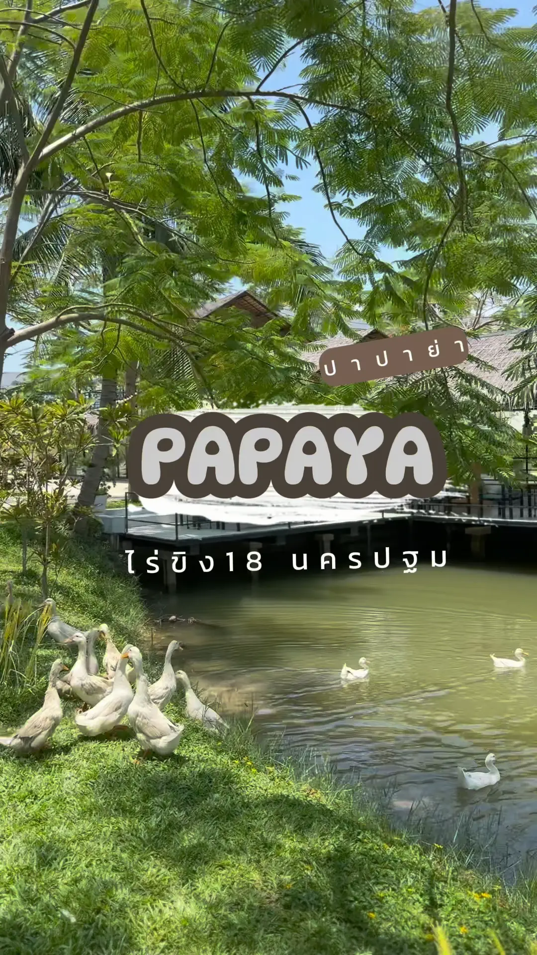 PAPAYA (ปาปาย่า) | วิดีโอที่เผยแพร่โดย Pa Pla | Lemon8