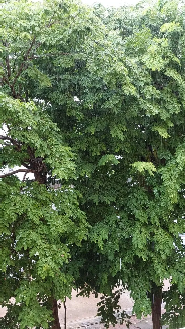 ฝนตกที่หน้าต่าง | วิดีโอที่เผยแพร่โดย Cartoon.kitt | Lemon8