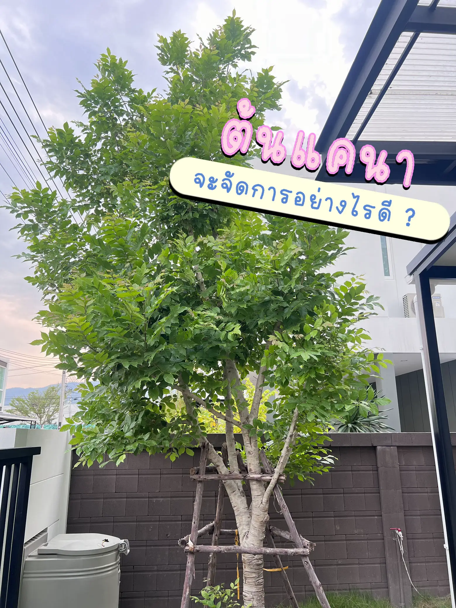 ต้นแคนา ทำอย่างไรดี | แกลเลอรีที่โพสต์โดย PhimPhi | Lemon8