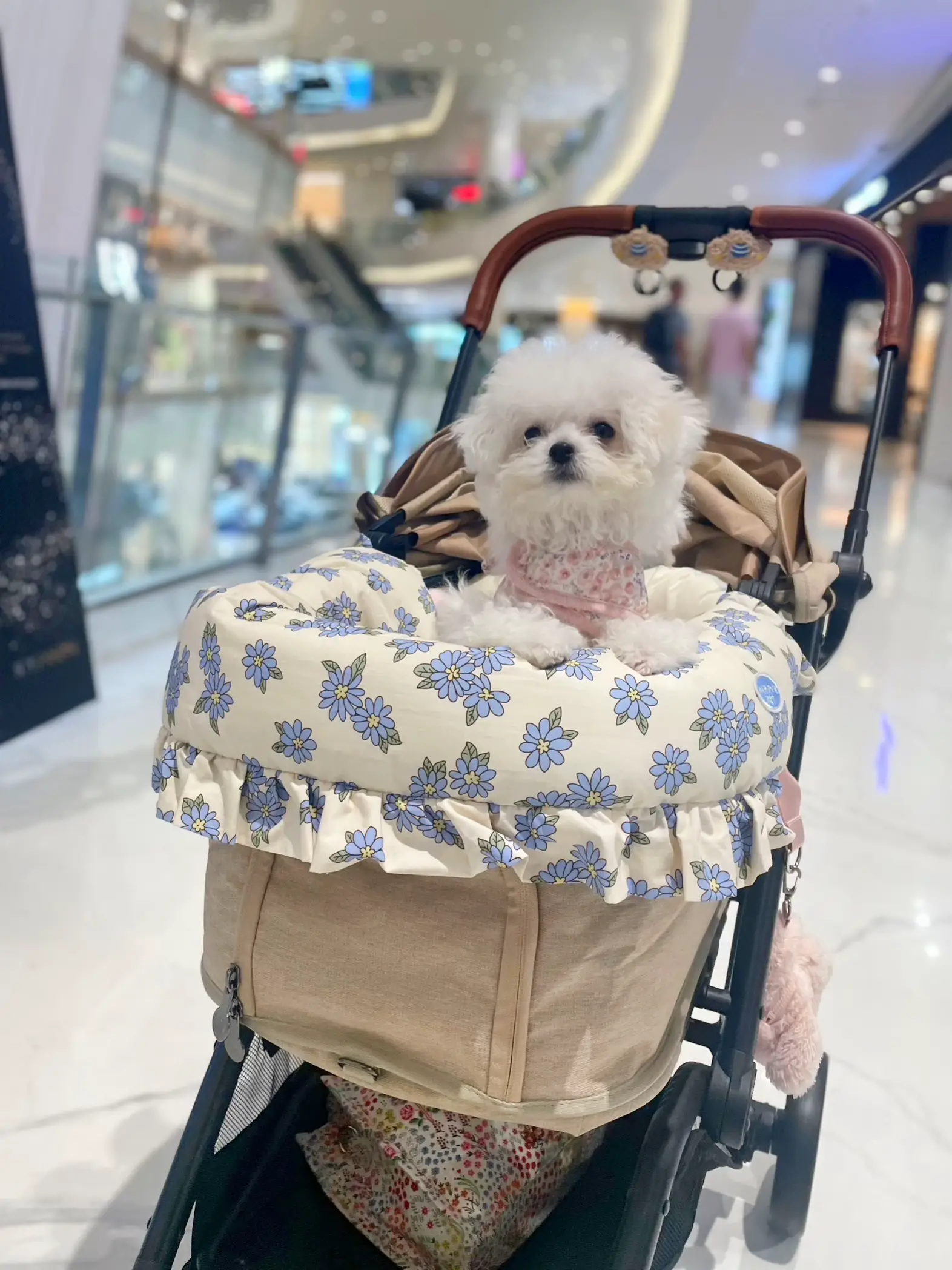 รถเข็นน้องหมา ไอเทมที่คนรักหมาต้องมี🐶🧡 | แกลเลอรีที่โพสต์โดย หมาNami ...