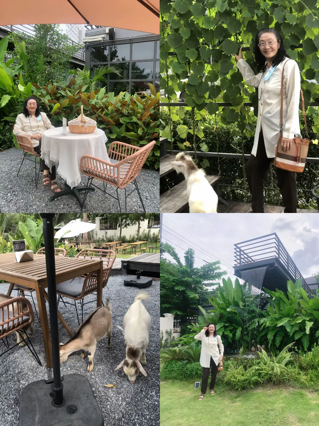 Kanin คาเฟ่นนทบุรี มีเป็ด แพะ เต่า ปลา น่ารักสุดๆ | แกลเลอรีที่โพสต์โดย ...