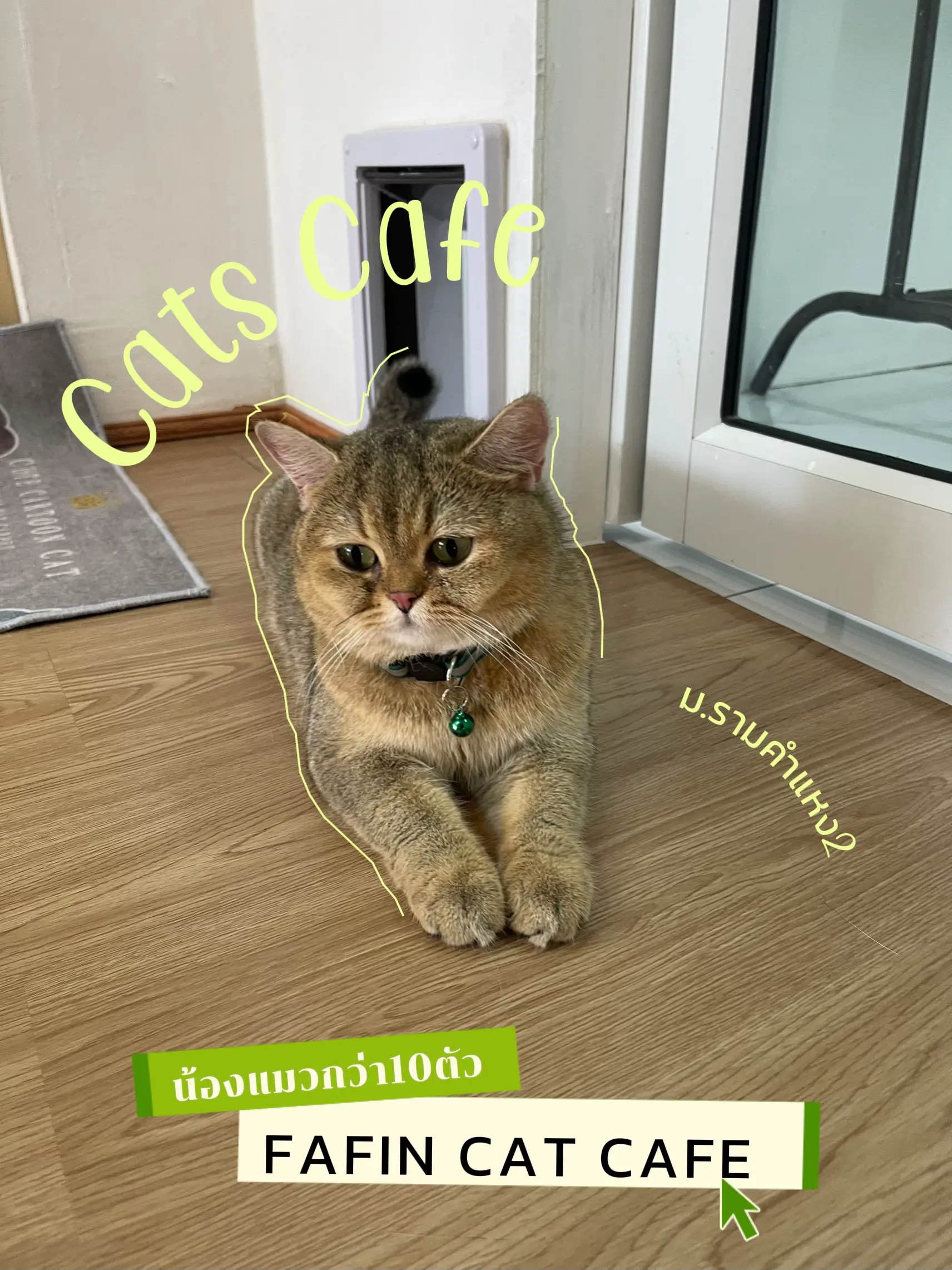 Fa Fin Cat Cafe @ม.รามคำแหง2 | แกลเลอรีที่โพสต์โดย 𝙼𝙸𝙻𝙻 | Lemon8