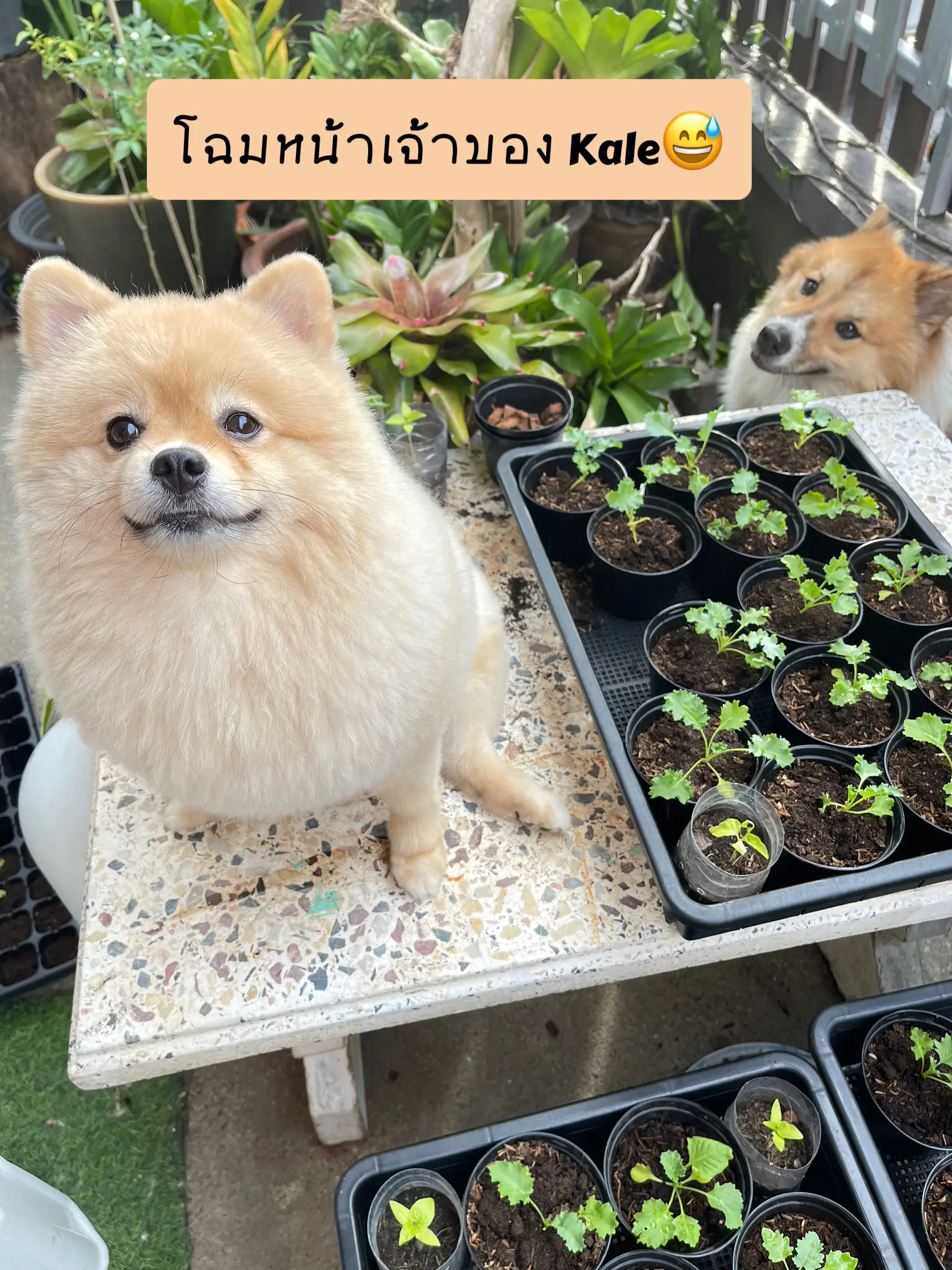 🪴Hello Kale ราชินีผัก🪴 | Punchが投稿したフォトブック | Lemon8