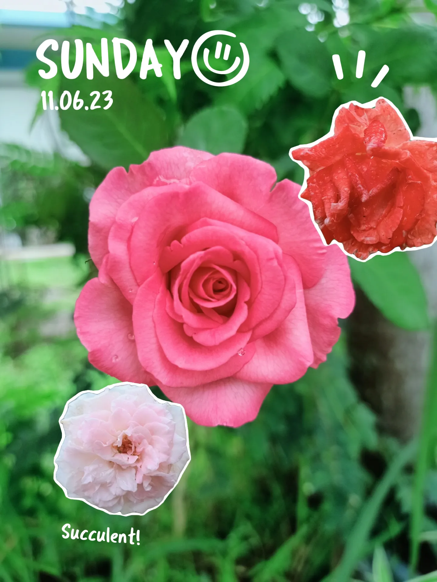 Beautiful rose🫧🤍 | Gallery posted by Jantima TA | Lemon8