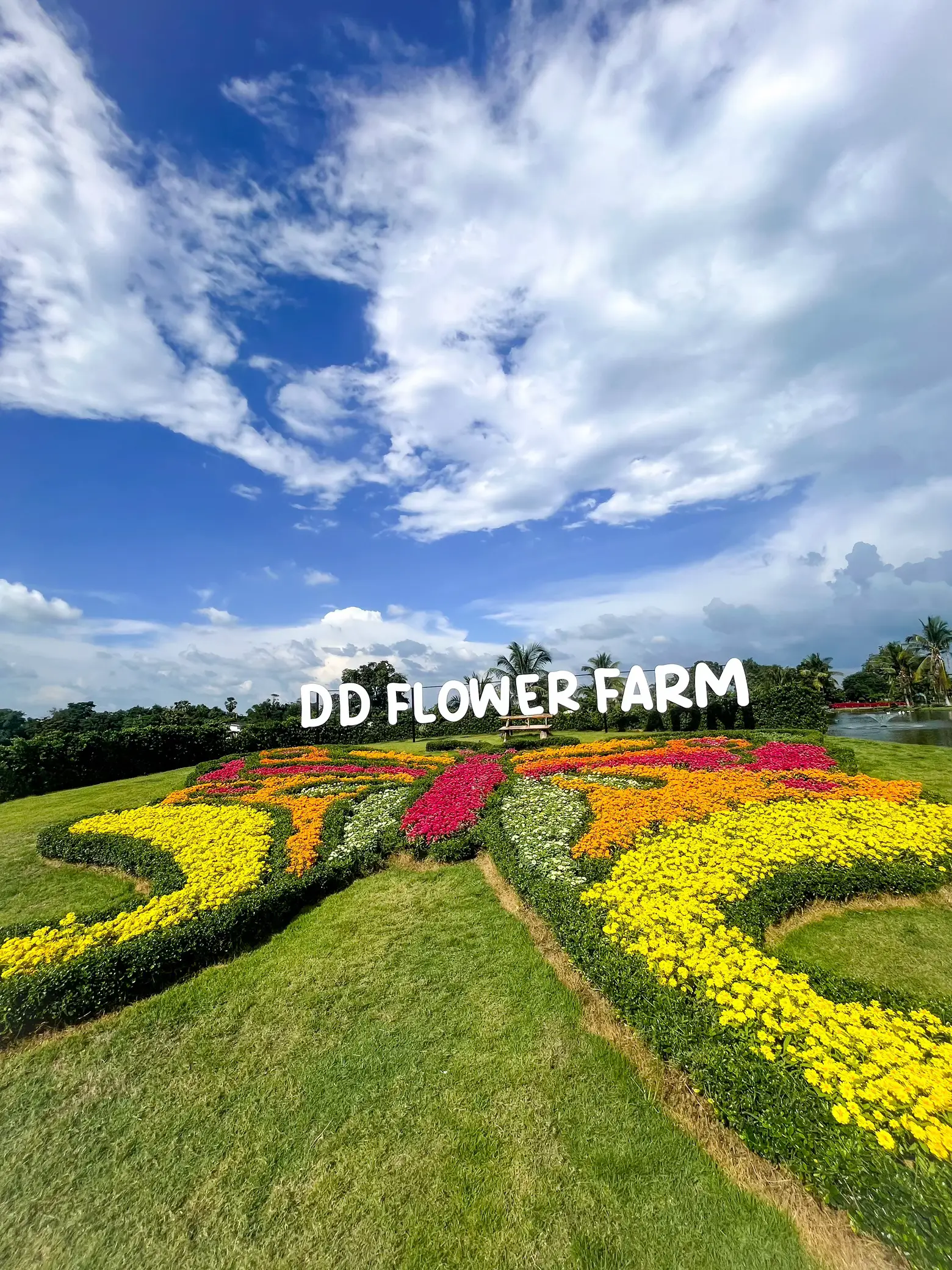 Flower Farm In Thailand | Best Flower Site