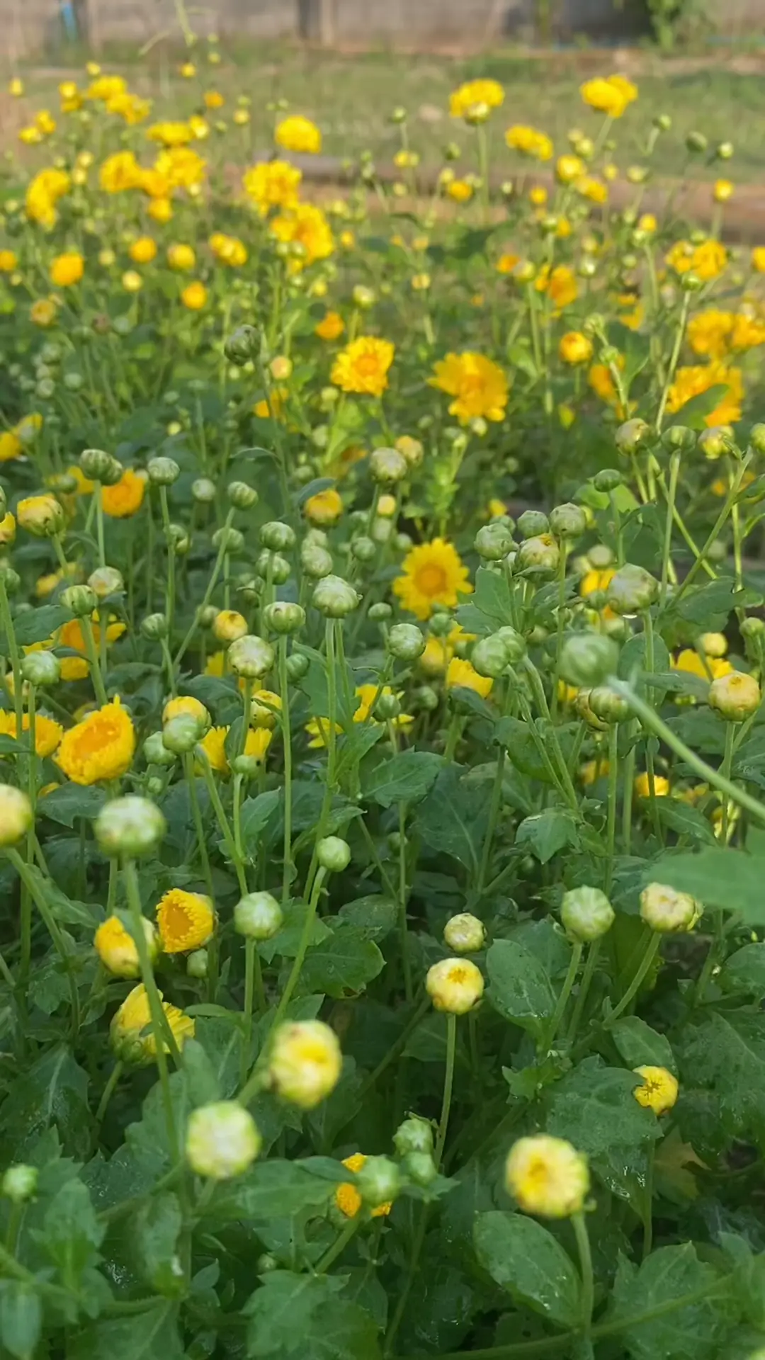 ดอกเก๊กฮวย เก็บไปหอมไป 🌼🍃 | วิดีโอที่เผยแพร่โดย SUWI | Lemon8