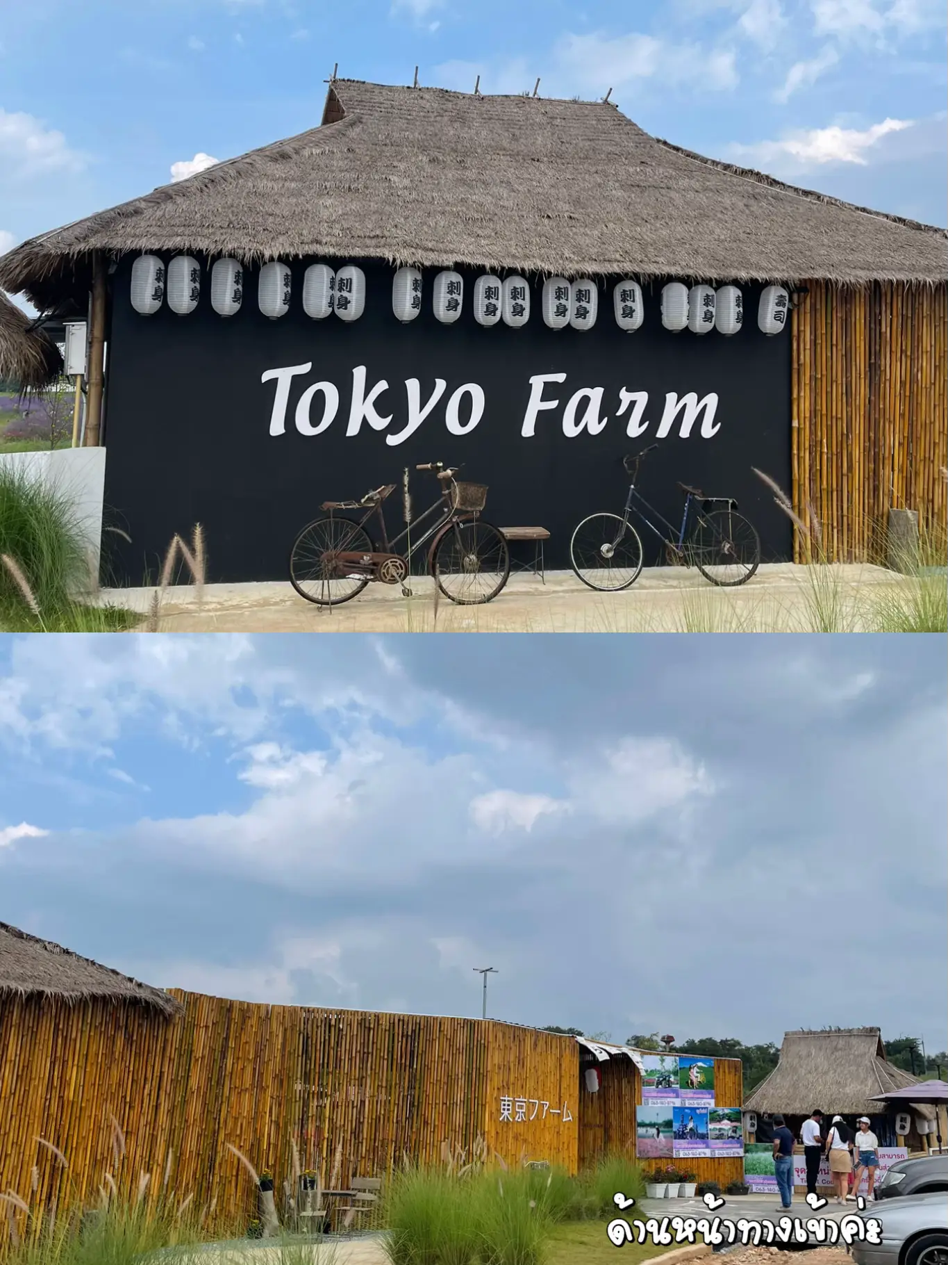 พาชม Tokyo Farm ปากช่อง (โคราช) ดอกไม้สวยมาก 🌸 | Gallery posted by Parn ...