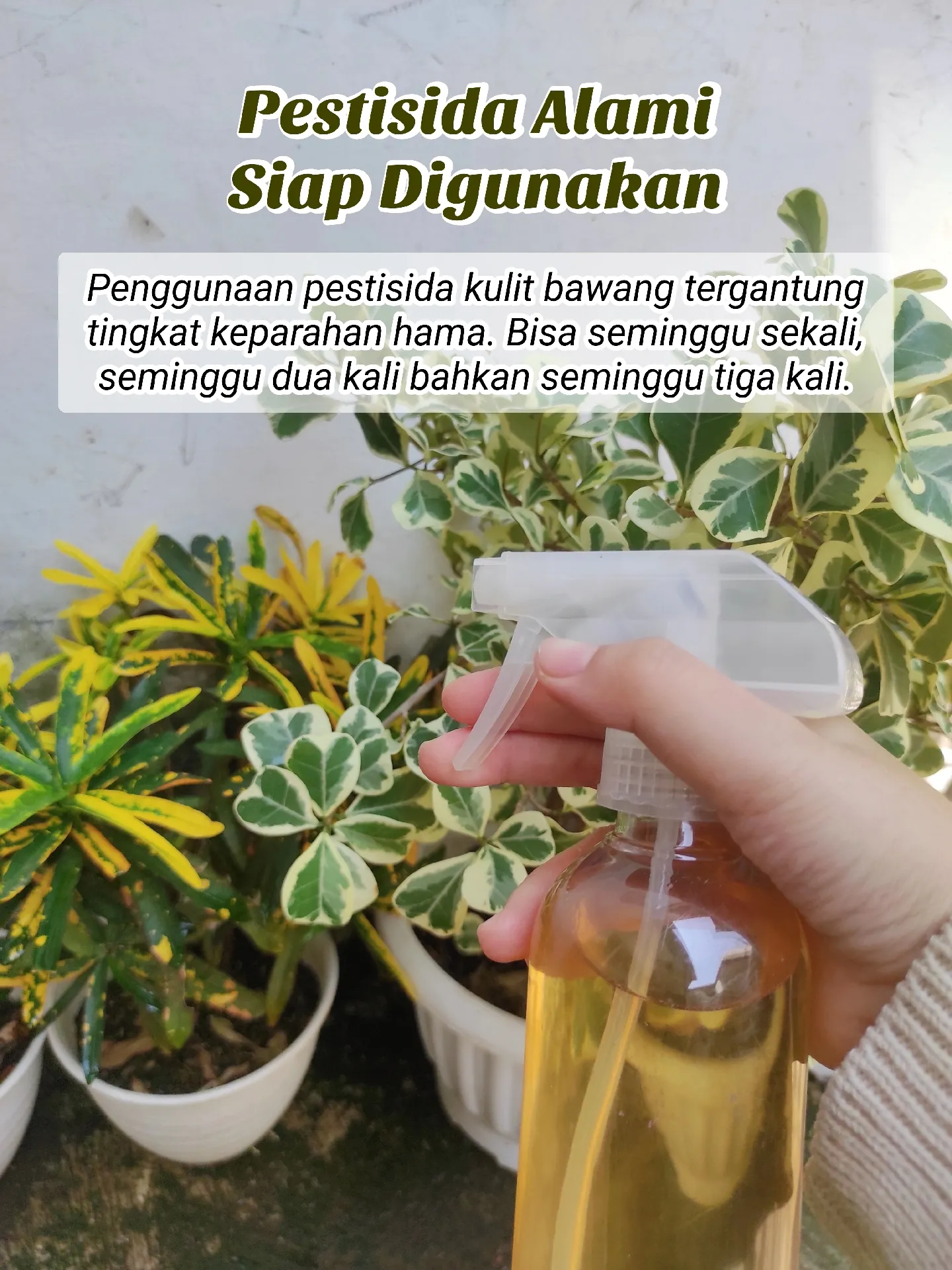 DIY Pestisida Alami, Langsung Hempas Ulat Nackal 🐛 | Galeri diposting ...
