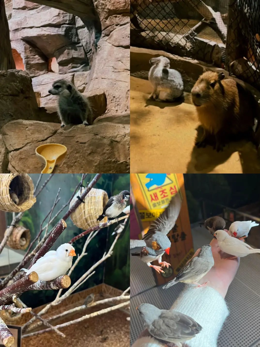 สถานที่ท่องเที่ยวเกาหลีในเชียงใหม่ - Lemon8 Search