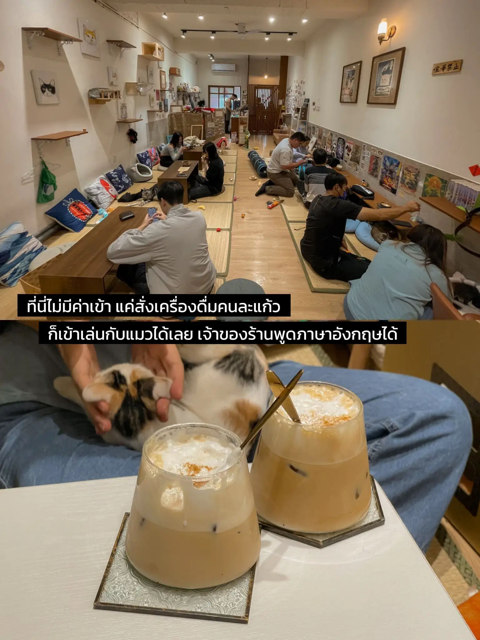 Hulu cafe 🐱 cat cafe in Nan Redemption City Cafe district | Gallery ...