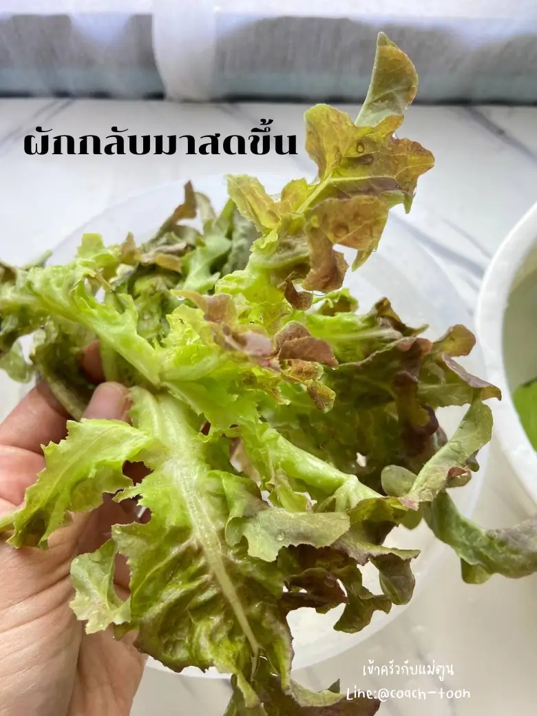 🥬”คืนชีพผักเหี่ยว“ ให้กลับมาสดอีกครั้ง | แกลเลอรีที่โพสต์โดย แม่ตูน ...