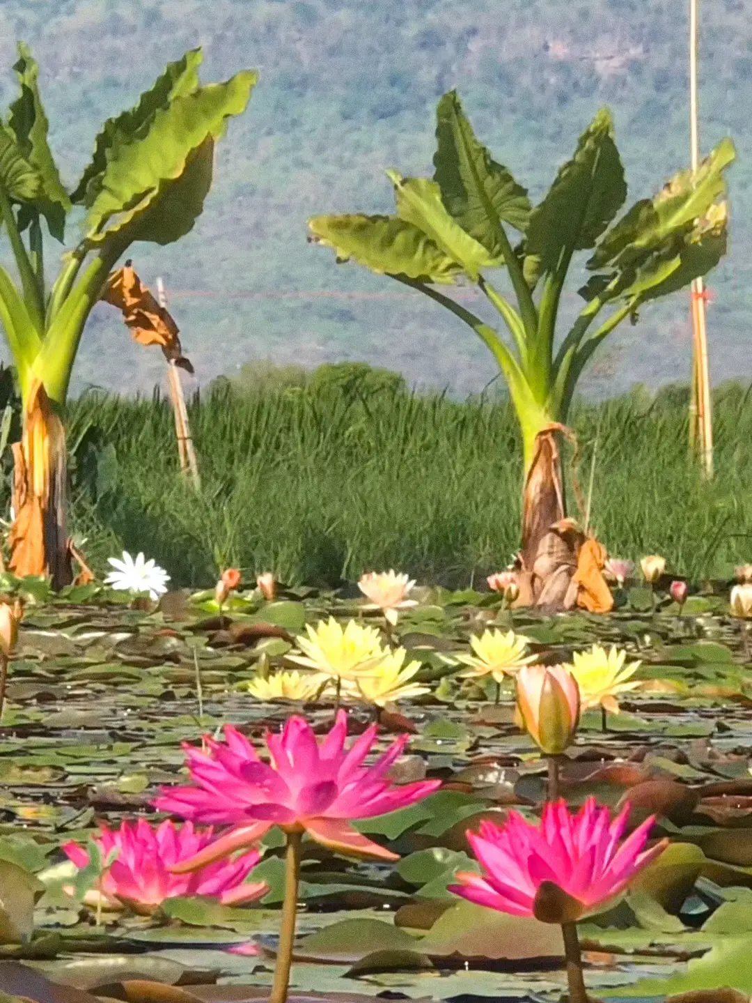 บัว | วิดีโอที่เผยแพร่โดย Pu Ozone | Lemon8