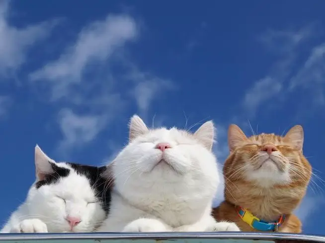 Cute Laptop andIpad Cat Wallpaper! | Galeri disiarkan oleh jes * ੈ ‧˚ | Lemon8