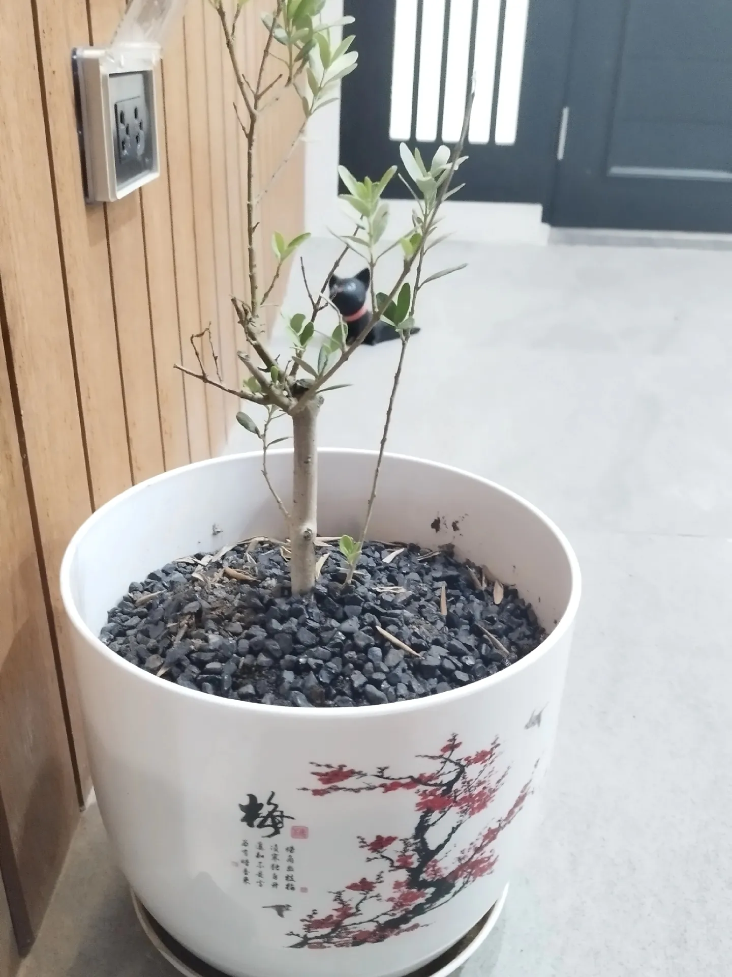 Review of Bonsai Olive for 790 baht after 7 days planting | Gallery ...