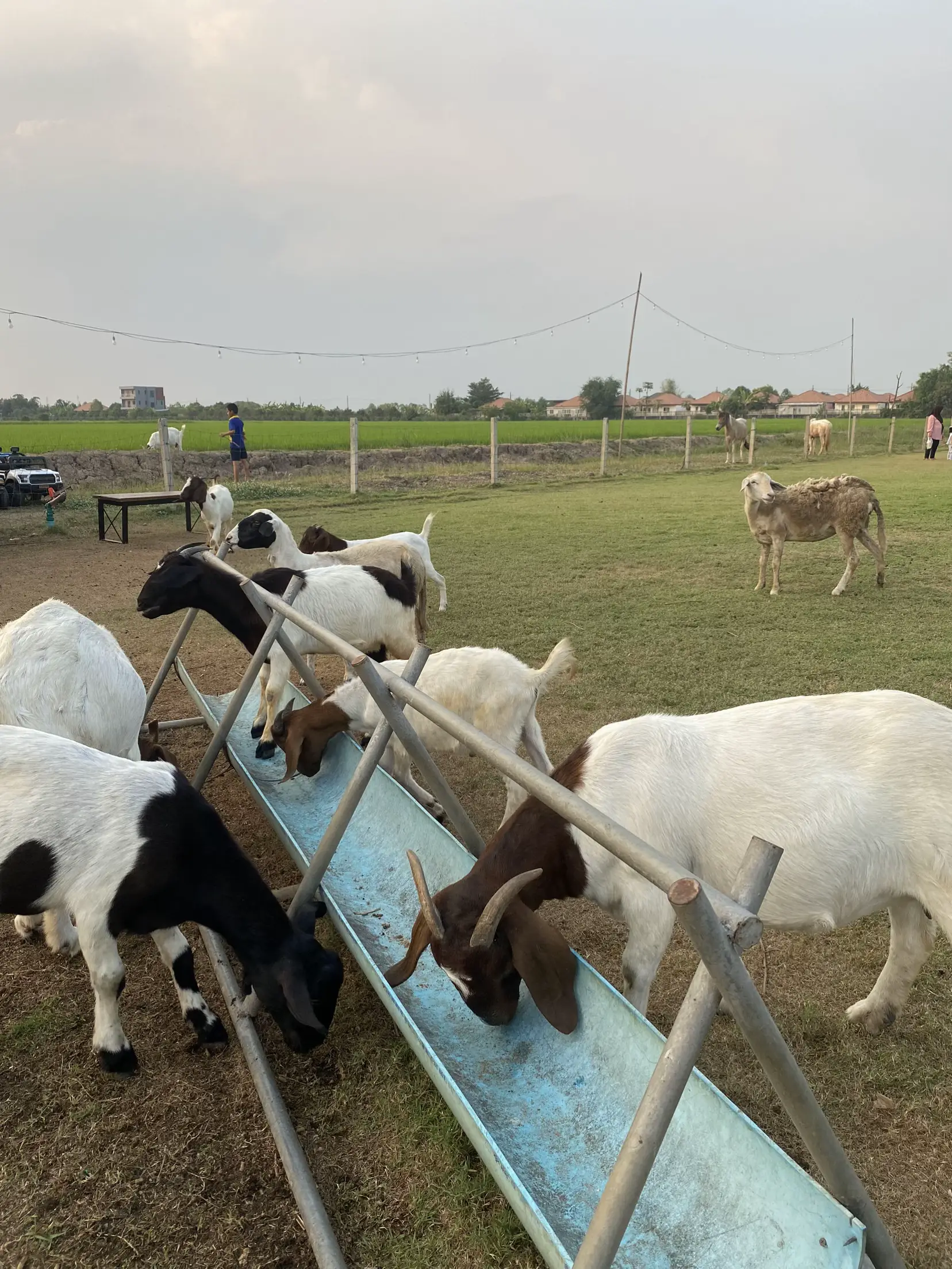 หนูขอรีวิว: คาเฟ่สำหรับเด็ก Barakas Lunla land cafe&farm | แกลเลอรีที่ ...