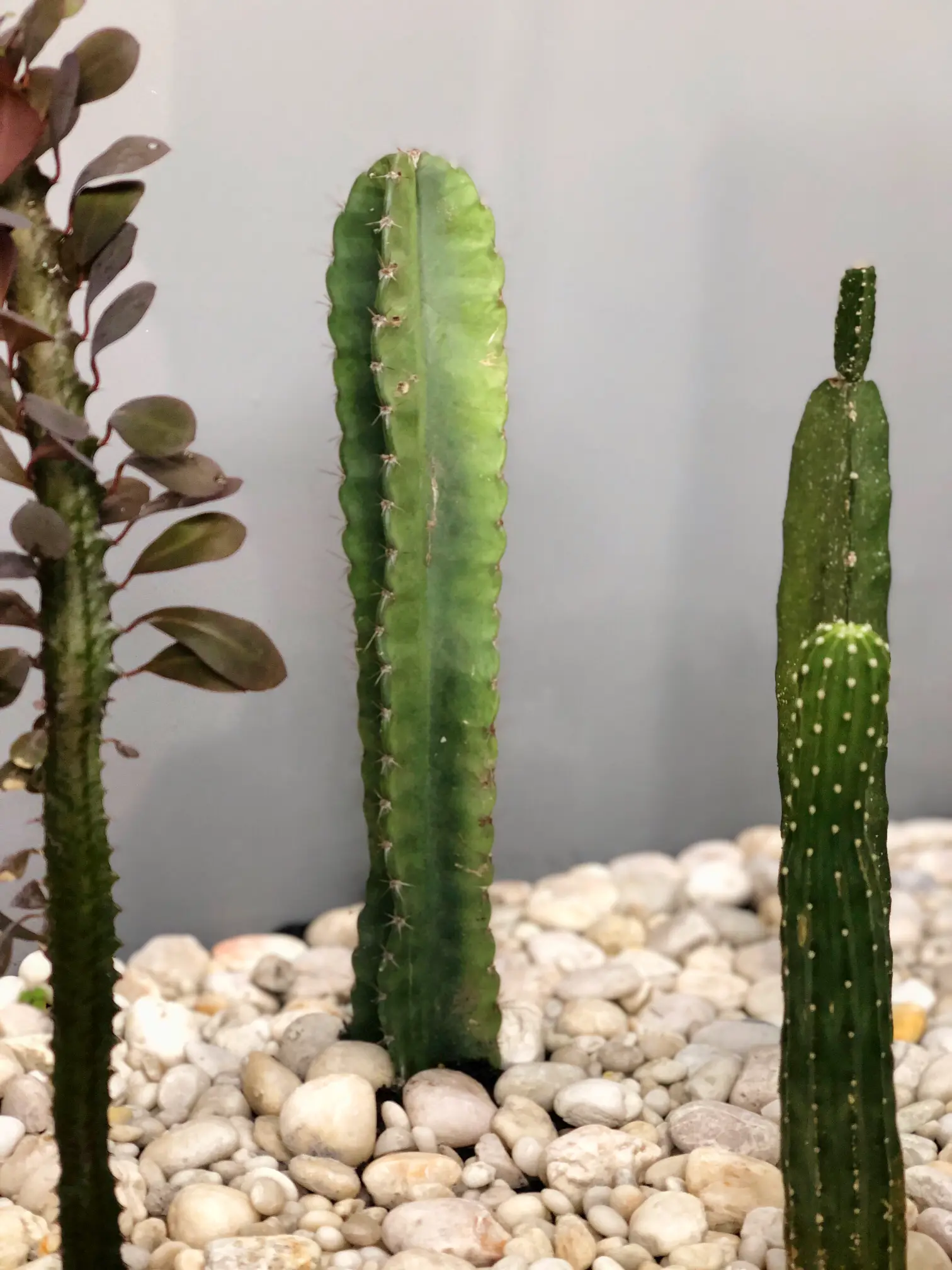 Share Trick Gardening Cactus in front of the house | Gallery posted by ...