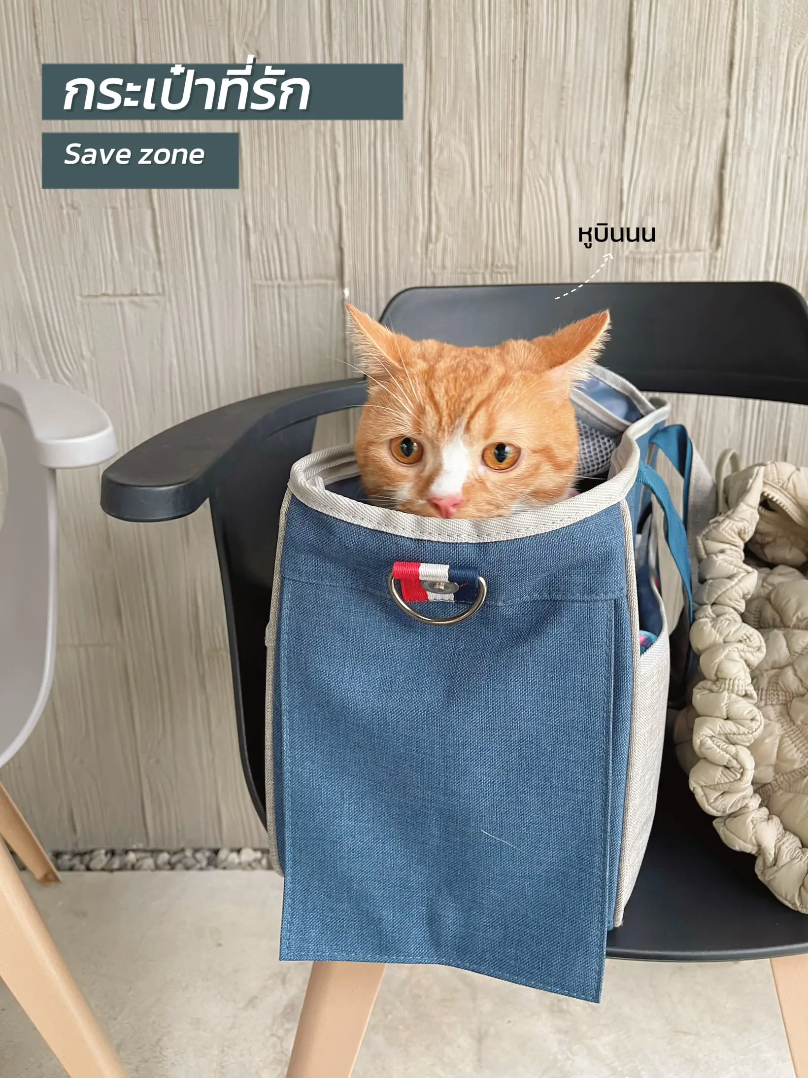 คิดยังไงกับการพาน้องแมวออกไปเที่ยวข้างนอกบ้างคะ ?🙋🏻‍♀️🐈 | แกลเลอรีที่ ...