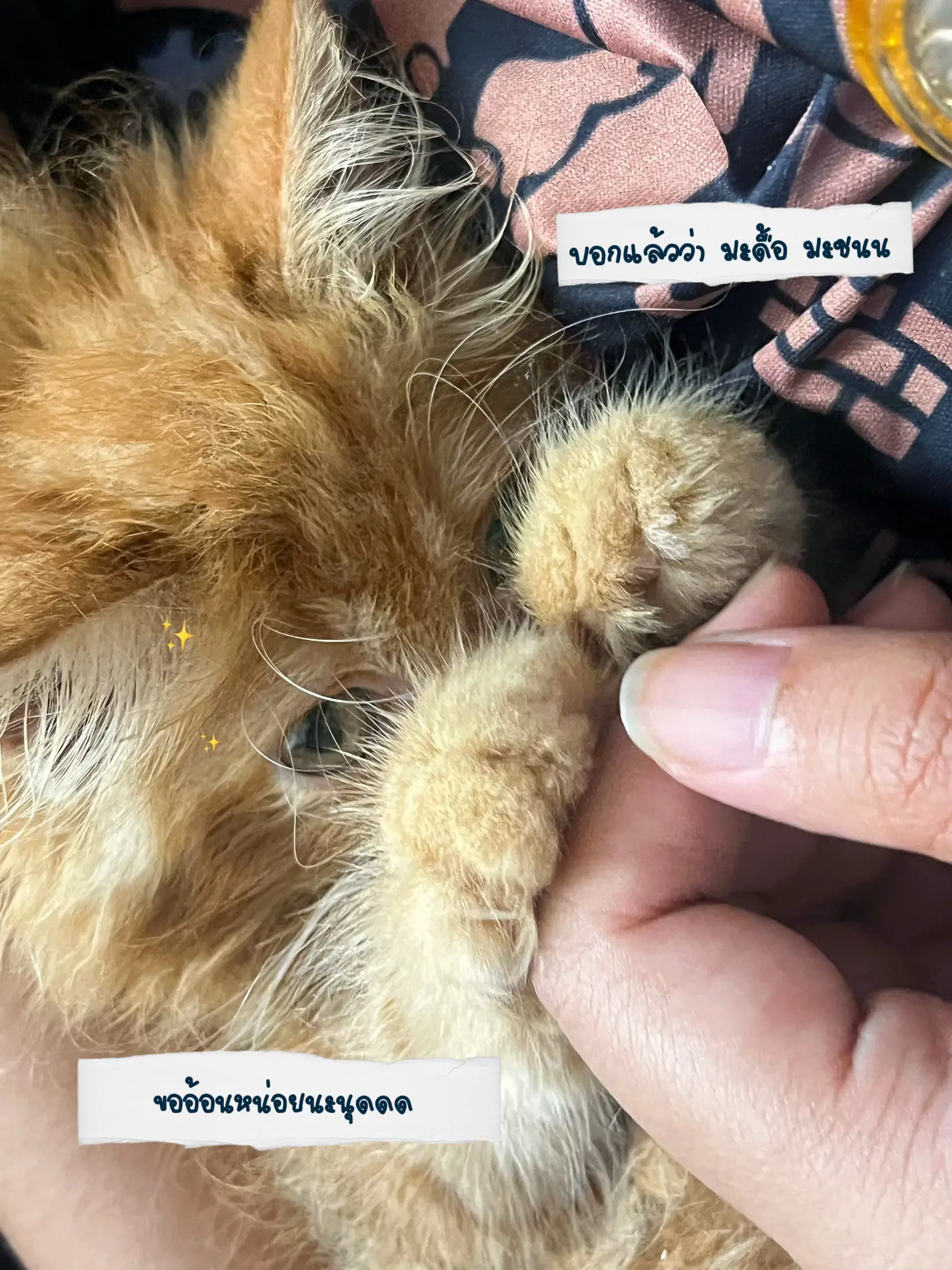 แมวส้มมันน่ารักกก | แกลเลอรีที่โพสต์โดย Pakwan_09 | Lemon8