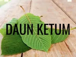 Daun Ketum | Galeri diposting oleh Lussy Ana | Lemon8