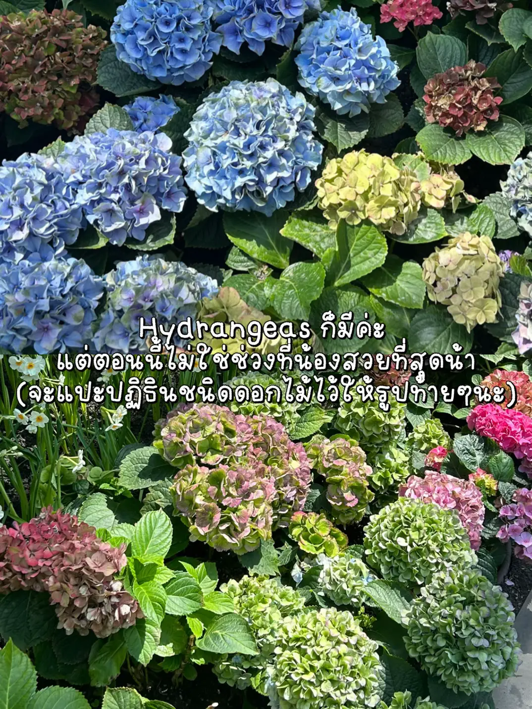 รีวิว ไปดูทิวลิปที่ระยอง สวย ฟรี มีให้ชมตลอดปี 🌷 | แกลเลอรีที่โพสต์โดย mary j prae | Lemon8