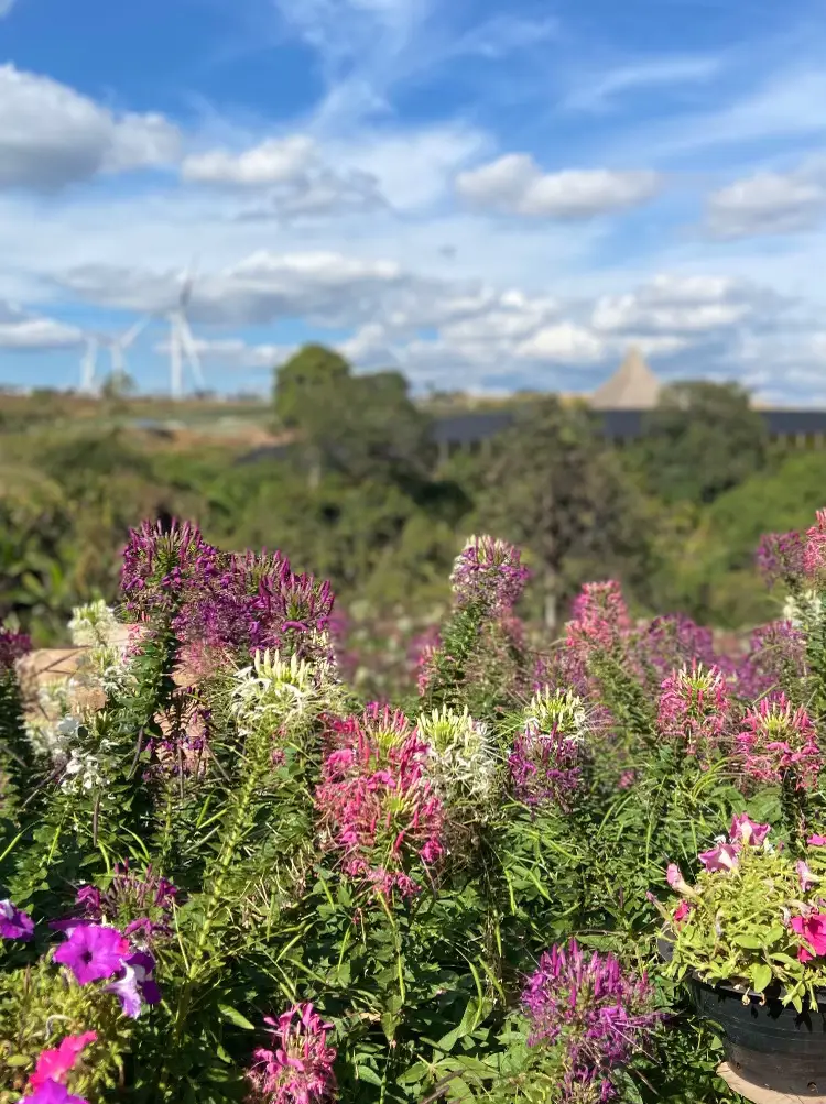 ที่เที่ยวเขาค้อ ขับ ATV ชมดอกไม้ รับลมหนาว | แกลเลอรีที่โพสต์โดย Kia ...