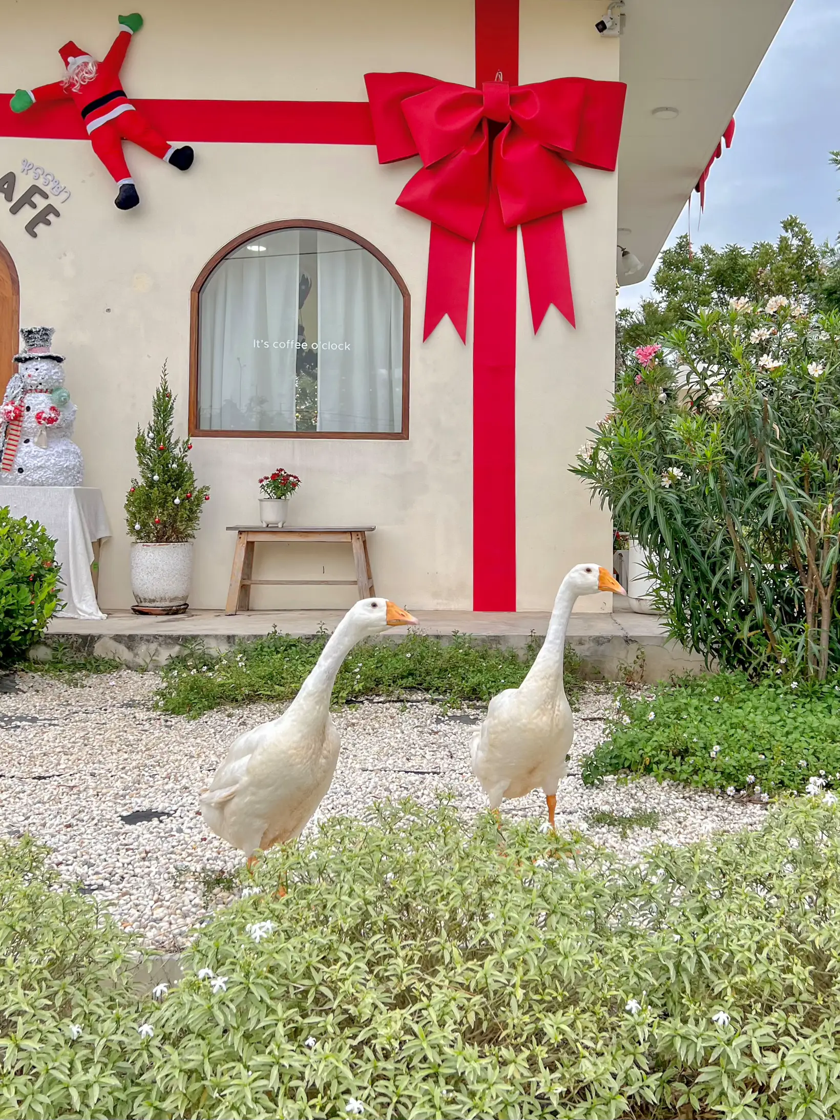 🌥️คาเฟ่ฟีลเกาหลีสุดคิ้วท์ที่นนทบุรีกับธีมคริสต์มาสสุด festive‧₊ 🎄 | แกล ...