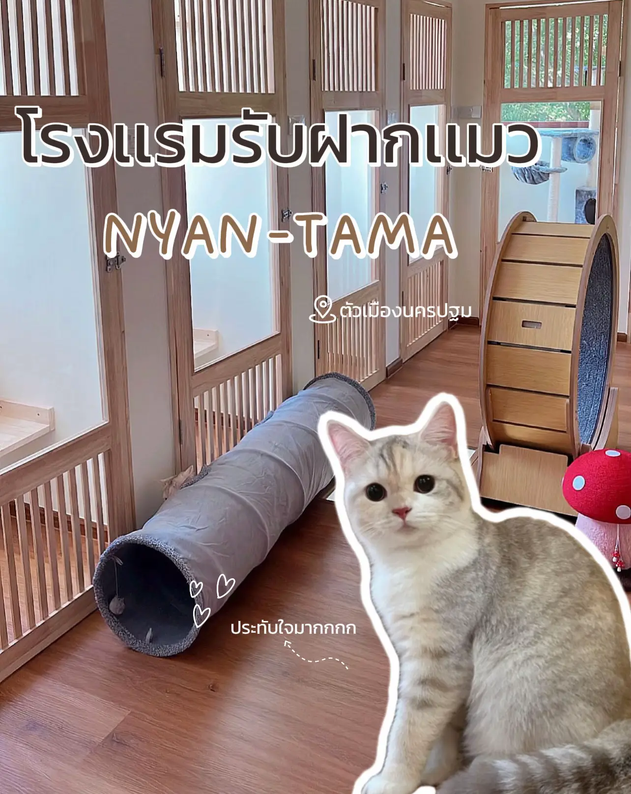 โรงเเรมรับฝากเเมว ย่านตัวเมืองนครปฐม | แกลเลอรีที่โพสต์โดย มามี๊ลูน่าฮับ🎀 | Lemon8