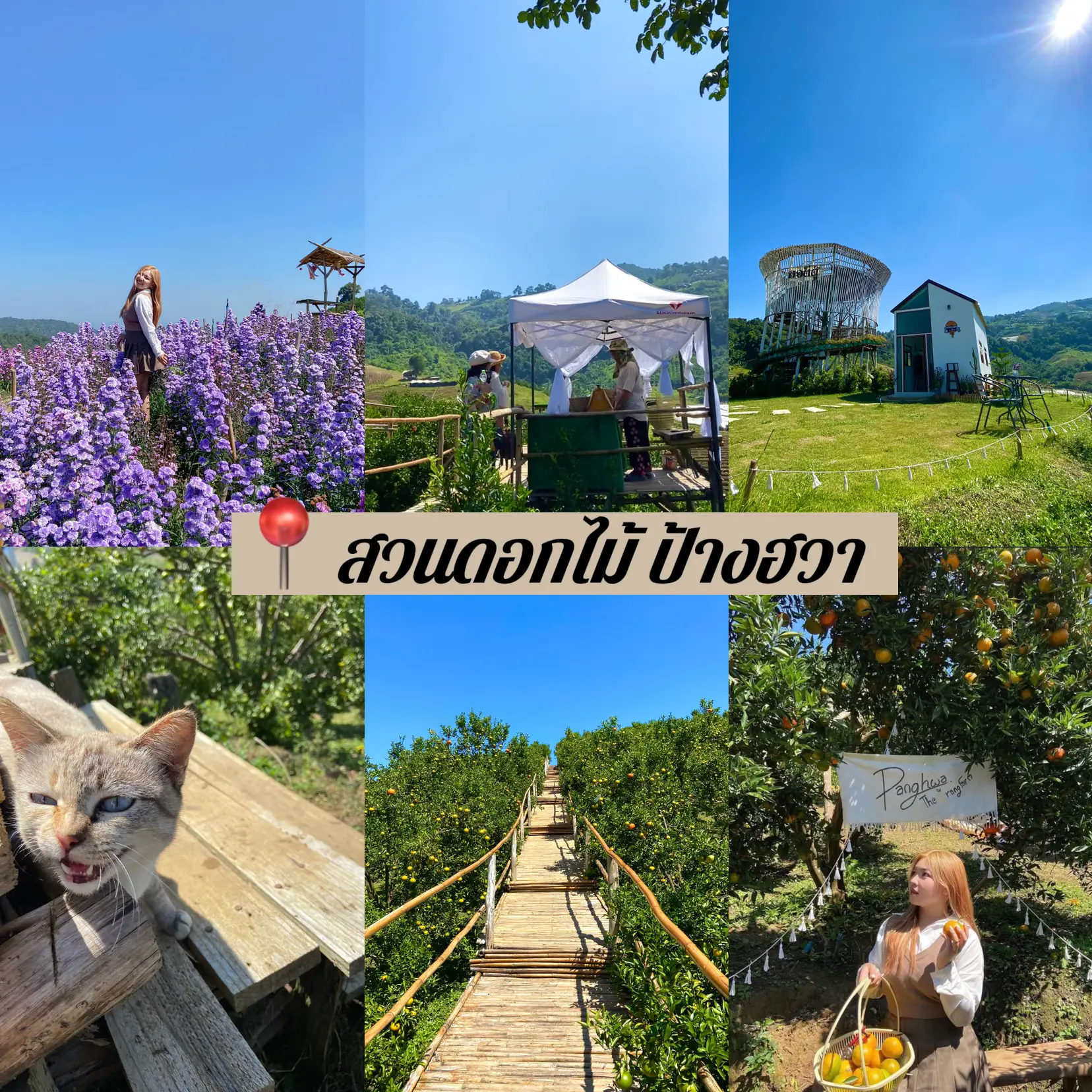 📍แจกพิกัดเที่ยวเชียงใหม่ครั้งแรก🚘 | แกลเลอรีที่โพสต์โดย Yuri.__. U | Lemon8