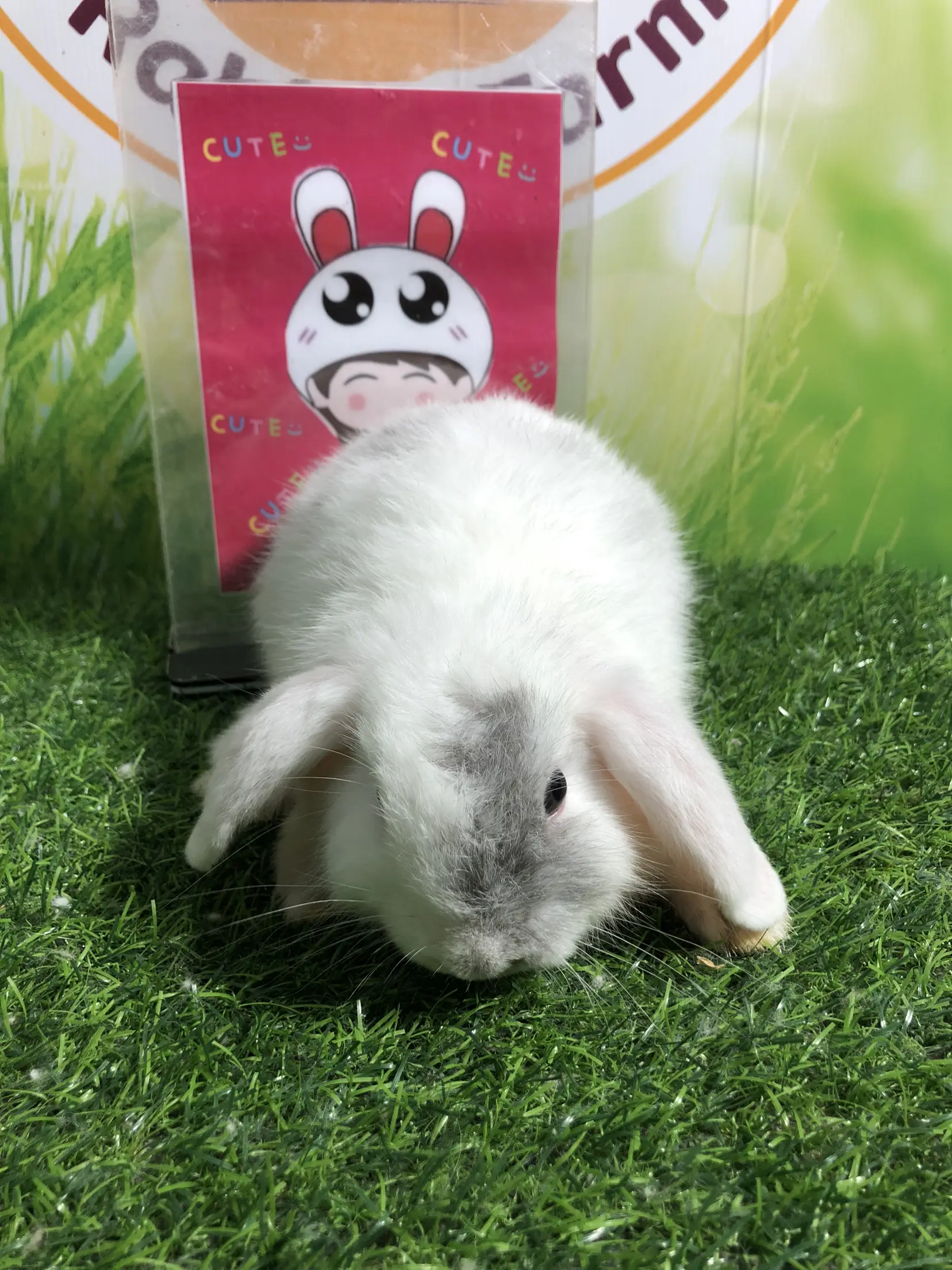 Rabbit. Holland Lop. | Gallery posted by JeBunnyChonburi | Lemon8