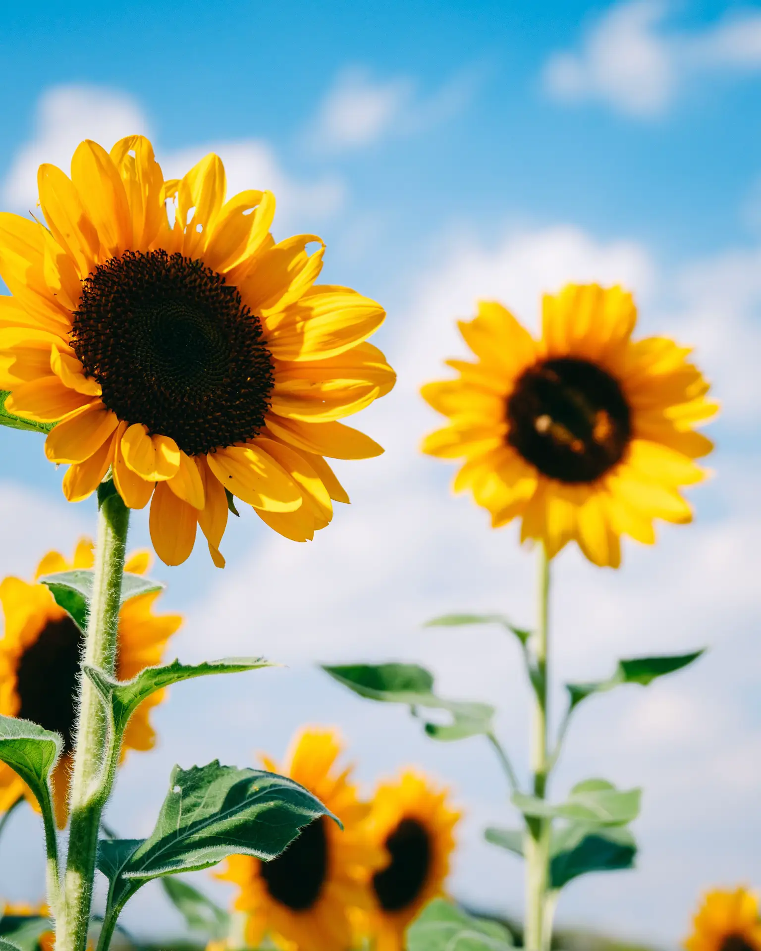 Sunflower fields blossom in the center of the city. Free close-up visits and photos. | Gallery ...