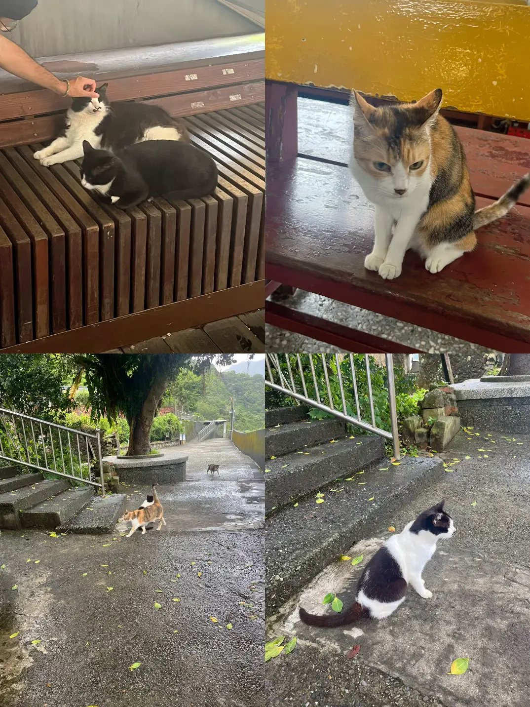 หมู่บ้านแมว ไต้หวัน Houtong Cat Village 🇹🇼 | แกลเลอรีที่โพสต์โดย Beauty ...