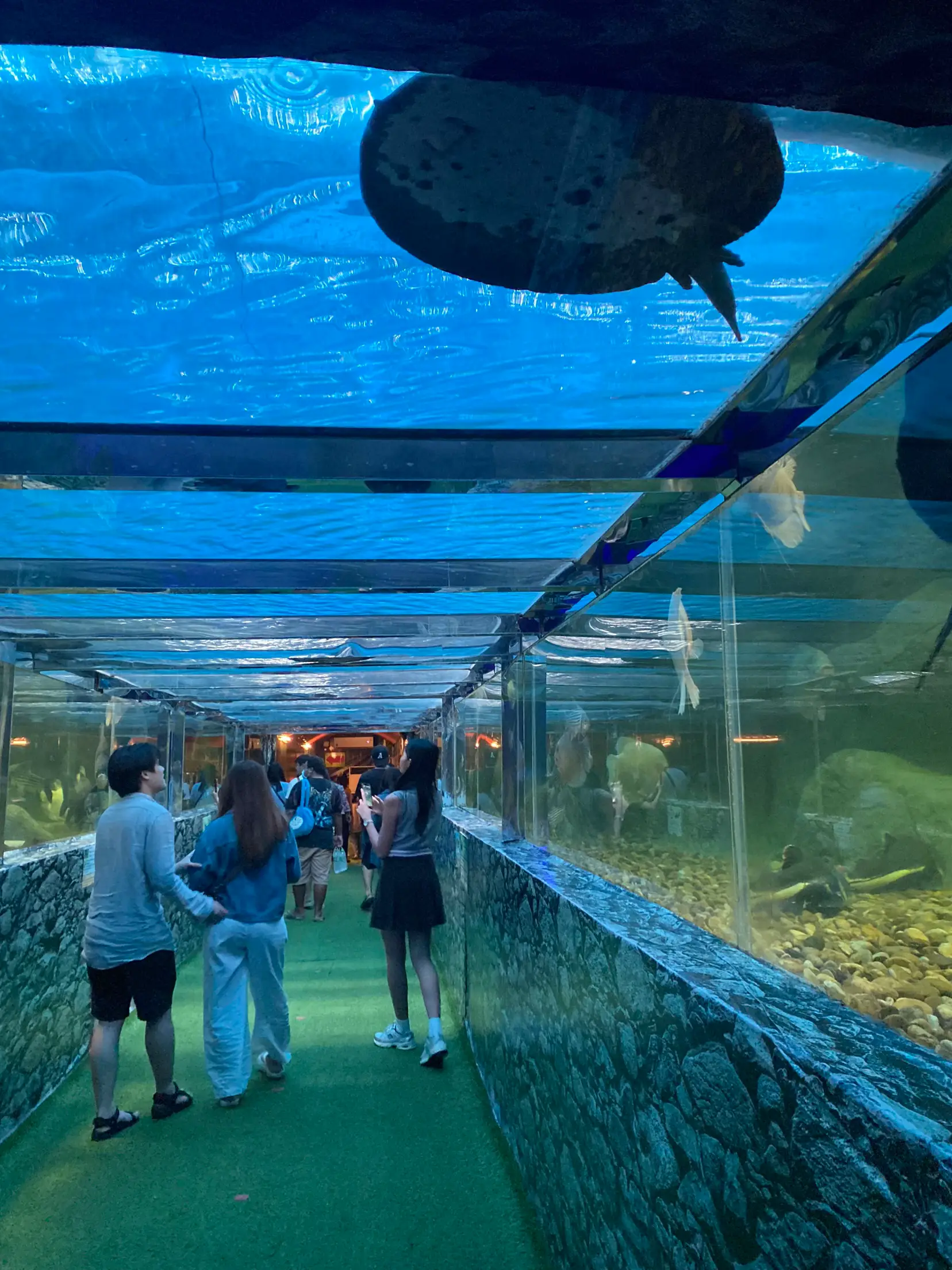 Monster aquarium พัทยาา🐠🌊 | แกลเลอรีที่โพสต์โดย wchaya🐋🫧 | Lemon8