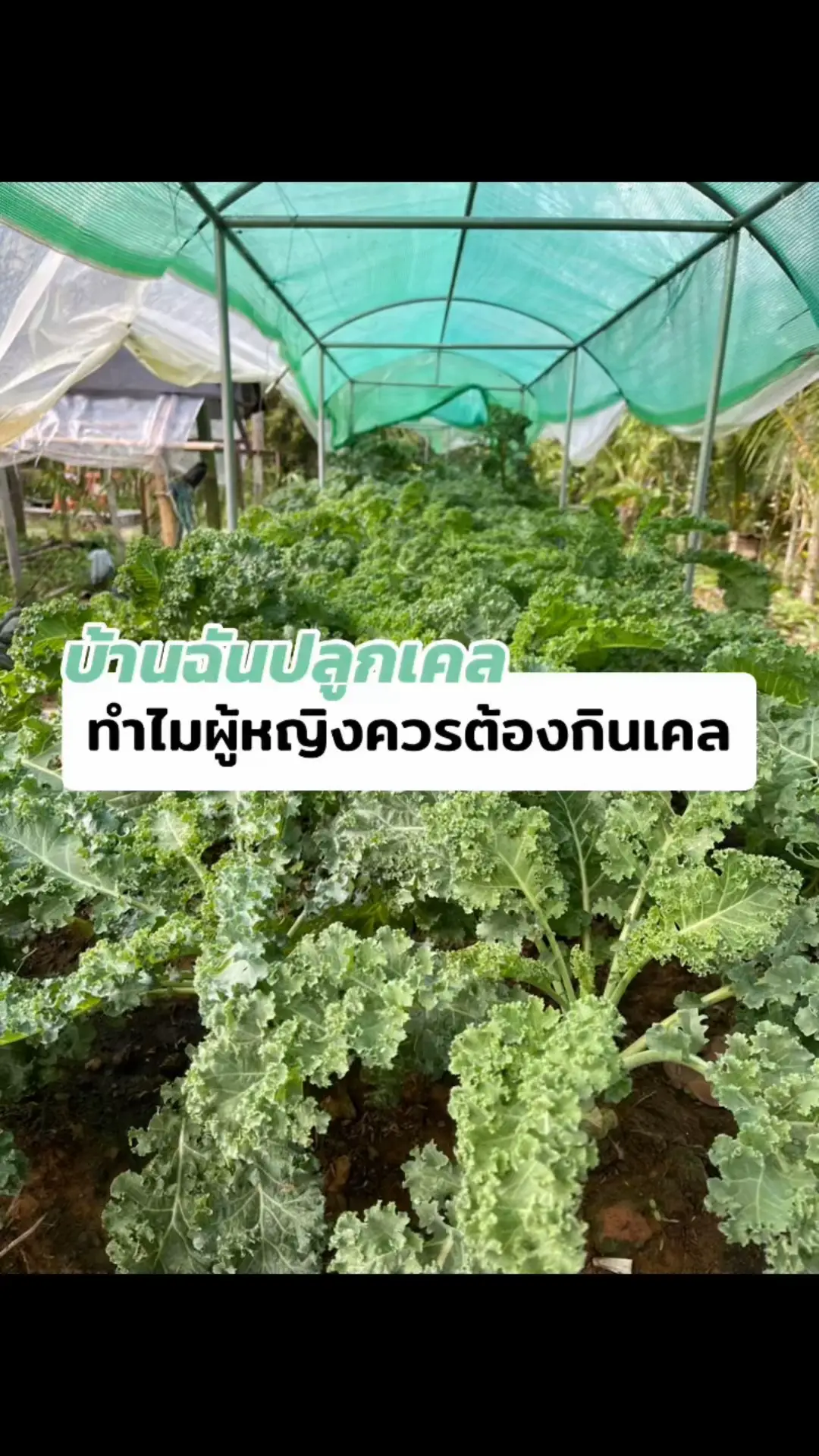 ผักเคล (Kale) ประโยชน์ โทษที่ต้องรู้ และวิธีกินให้ดีต่อสุขภาพ | แกลเลอรีที่โพสต์โดย PloyPloy ...