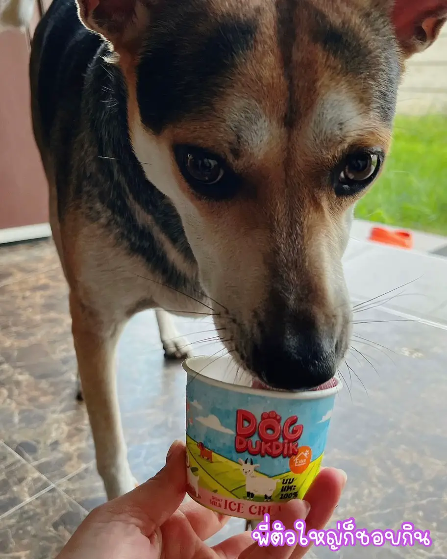 รีวิว Dog Dukdik ไอศครีมสำหรับน้องหมา🍨🐶 | แกลเลอรีที่โพสต์โดย พ้อกแพ้ก ...