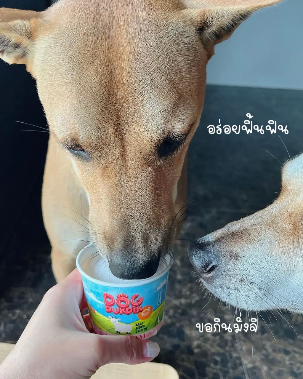 รีวิว Dog Dukdik ไอศครีมสำหรับน้องหมา🍨🐶 | แกลเลอรีที่โพสต์โดย พ้อกแพ้ก ...