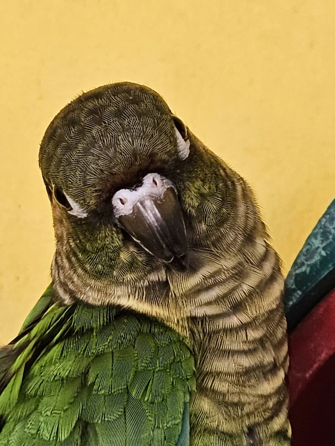 Parrot feeding guide - การค้นหาใน Lemon8