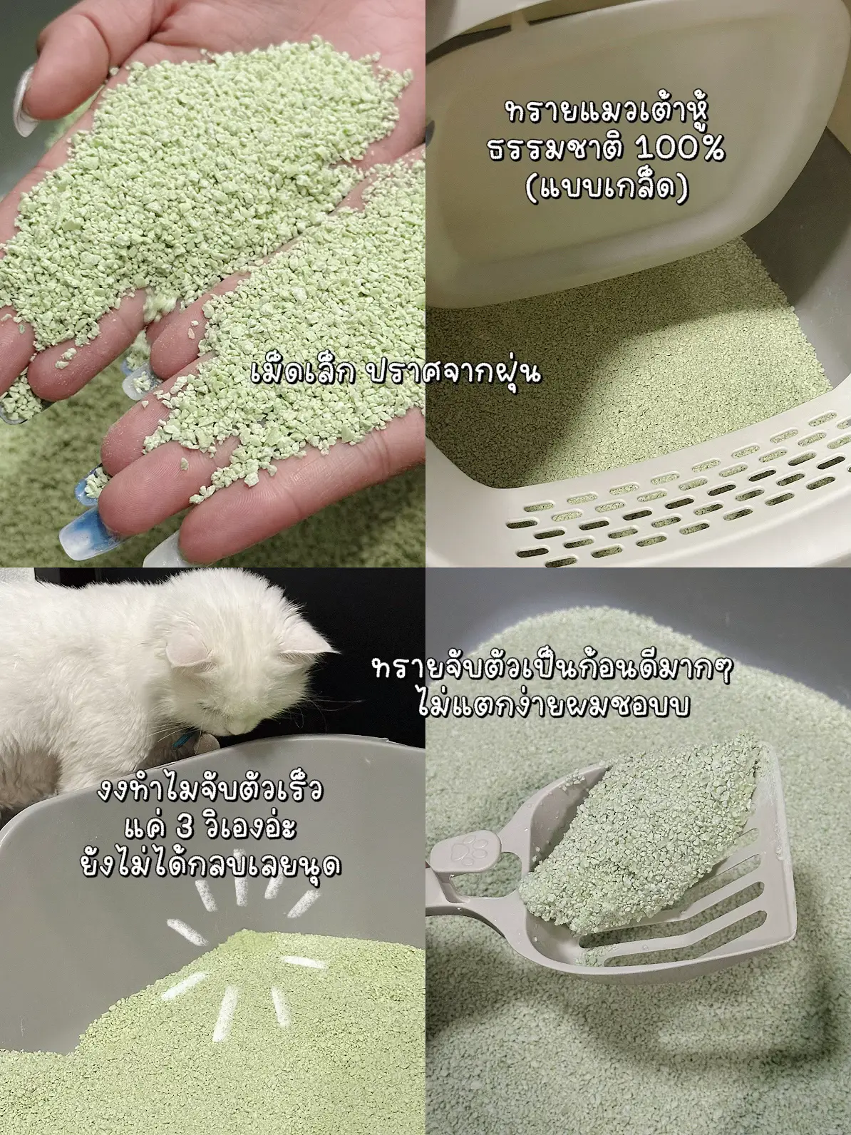 สวัสดีเพื่อนๆผมมารีวิวทรายแมวฮ้าฟ🐈 | แกลเลอรีที่โพสต์โดย 𝙣𝙖𝙥𝙖𝙨𝙠𝙮 | Lemon8