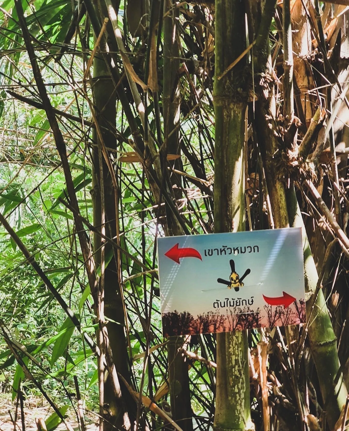 🌳เดินเขาระยะใกล้ เขาหัวหมวก นครนายก | แกลเลอรีที่โพสต์โดย Nuchu.Story☀️ ...