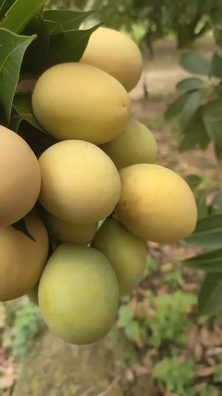 Sweet Maprang. Fresh from the garden. | Video published by ชีวิตติดสวน | Lemon8