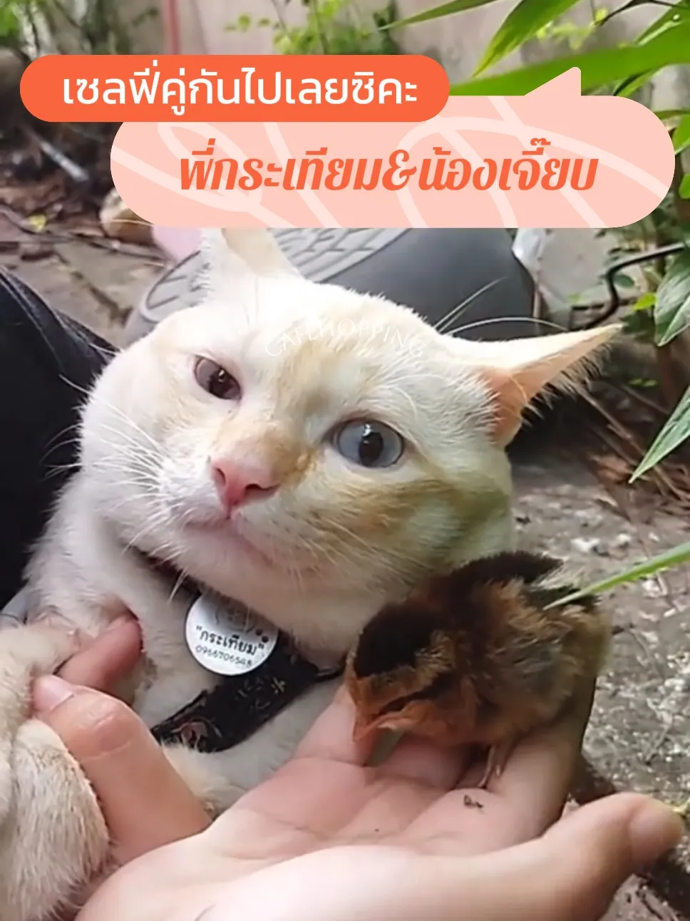 เซลฟี่คู่กันไปเลย พี่กระเทียม & น้องเจี๊ยบ | วิดีโอที่เผยแพร่โดย Mom&Meaw | Lemon8