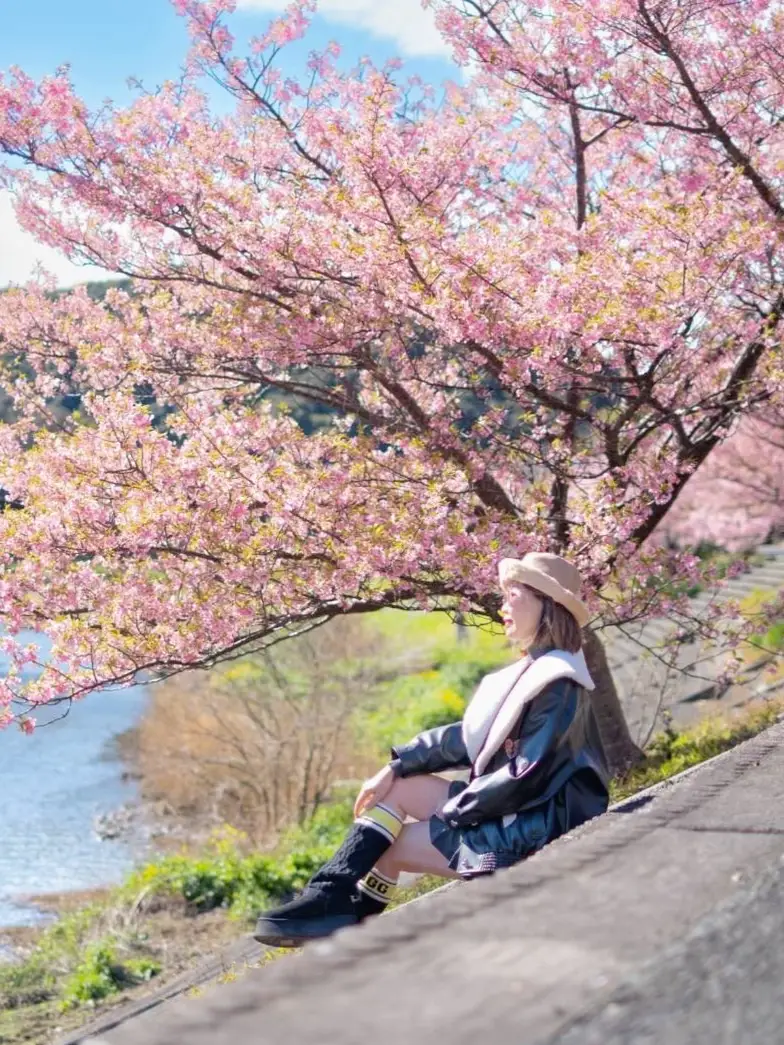 𝙎𝙖𝙠𝙪𝙧𝙖 𝙅𝙖𝙥𝙖𝙣🌸“ญี่ปุ่น” ซากุระบานแล้ว ใจฟูมากก💗 | แกลเลอรีที่โพสต์โดย ...