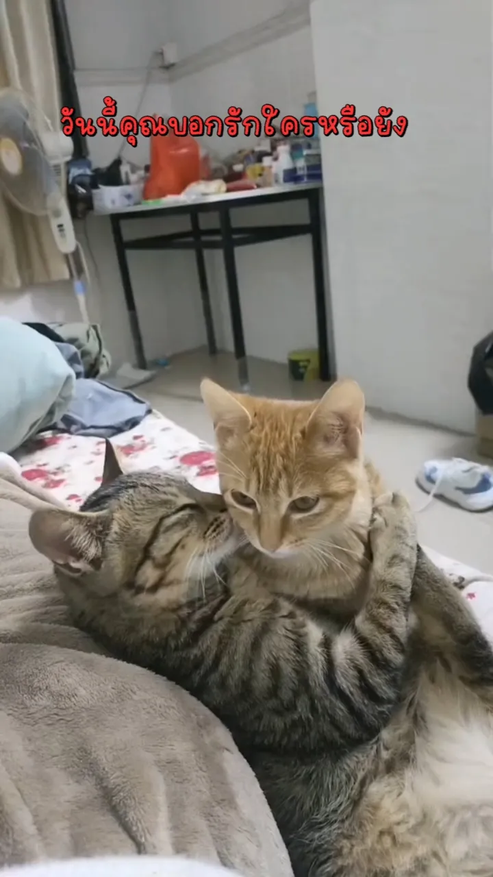 วันนี้คุณบอกรักใครหรือยัง | วิดีโอที่เผยแพร่โดย John Warayut | Lemon8