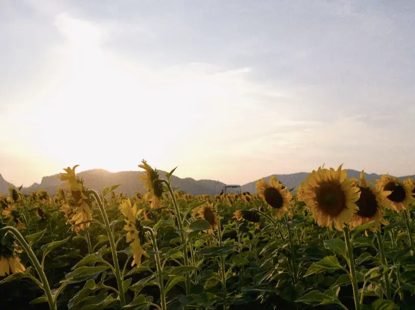 🌻🌤เจ้าดอกทานตะวัน สีเหลืองสดใส🚗 | แกลเลอรีที่โพสต์โดย J-Nistar | Lemon8