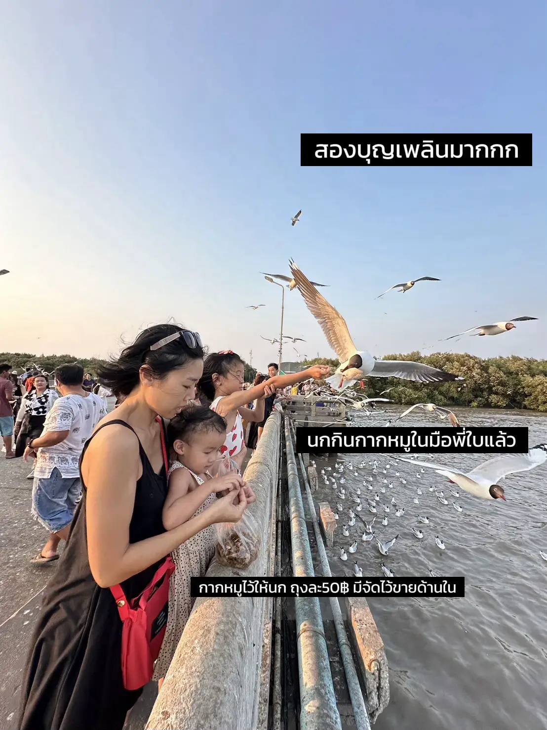 ดูนกนางนวลปีละครั้งที่สถานตากอากาศบางปู | แกลเลอรีที่โพสต์โดย bb_bell | Lemon8