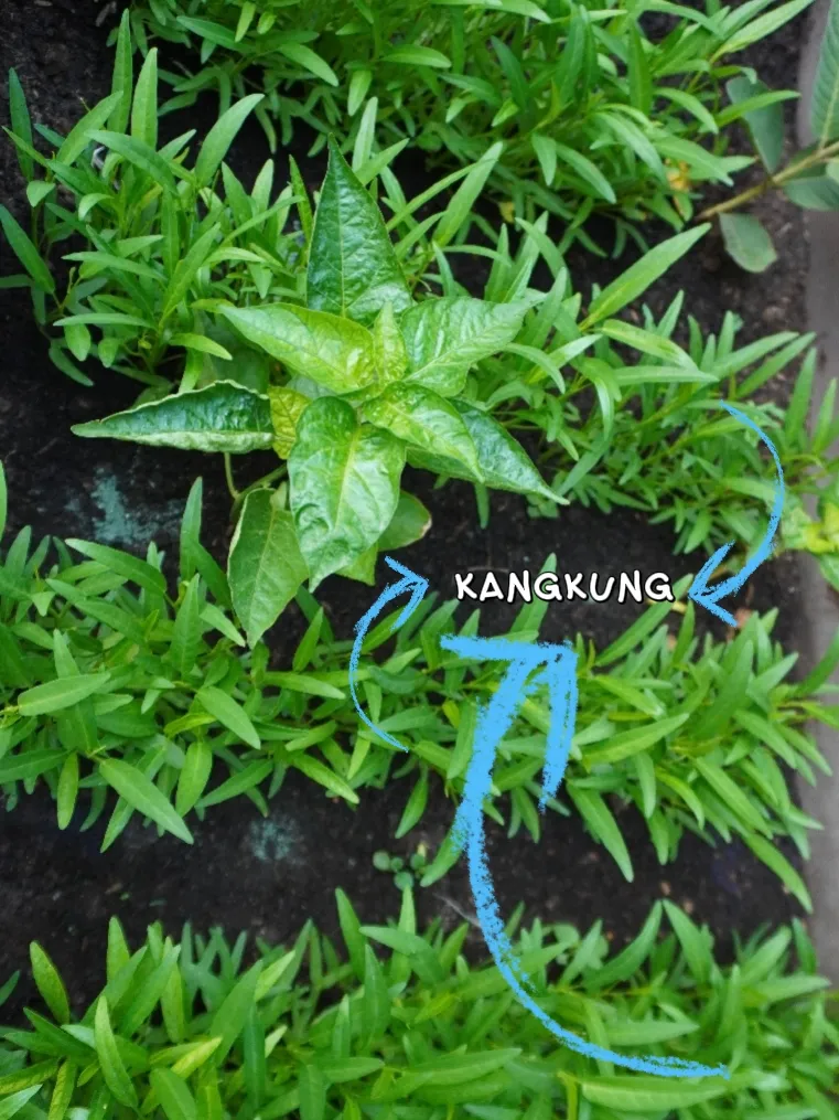 MITOS atau FAKTA Sayur Kangkung Bisa Bikin Ngantuk | Galeri diposting ...