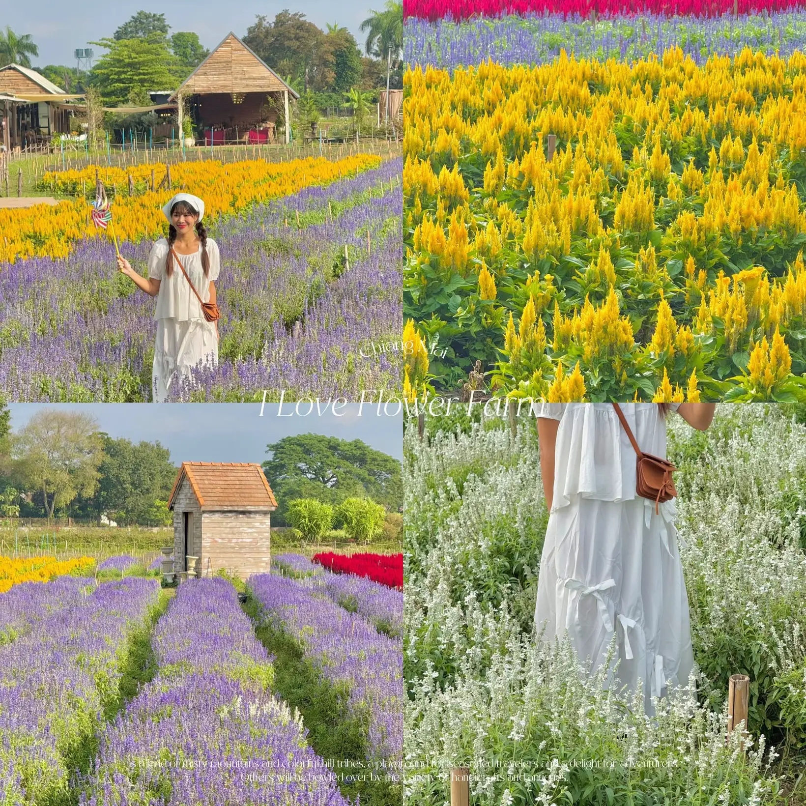 EP1 ‘10 โลเคชั่น ‘เชียงใหม่ good vibes แบบสุดๆ 🚙 🐕‍🦺🧣 | แกลเลอรีที่โพสต์โดย lbzero | Lemon8