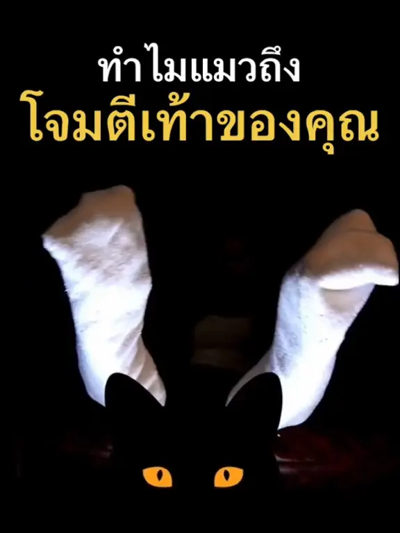 ทำไมน้องแมวถึงโจมตีเท้าของคุณ !? 😺 | วิดีโอที่เผยแพร่โดย Pets Factor | Lemon8