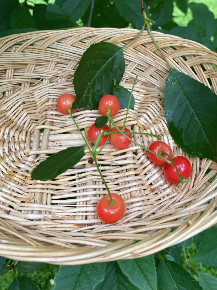 CHERRY! 🍒 | วิดีโอที่เผยแพร่โดย nan | Lemon8